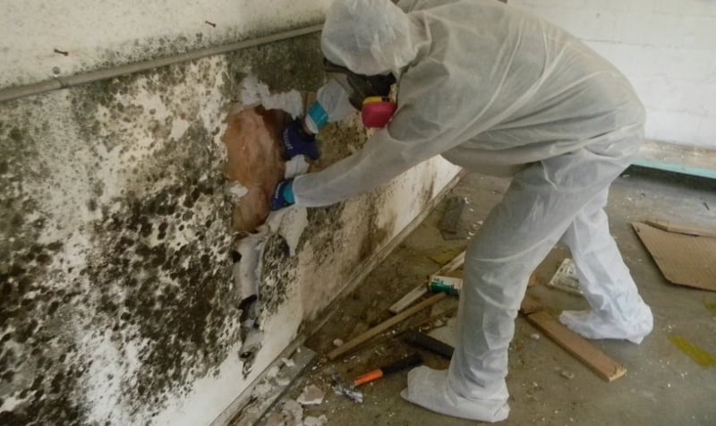 Mold Removal Services | Black Mold Remediation | Austin TX