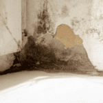 What That Musty Smell In Your Home Could Be Telling You - Blackhill ...
